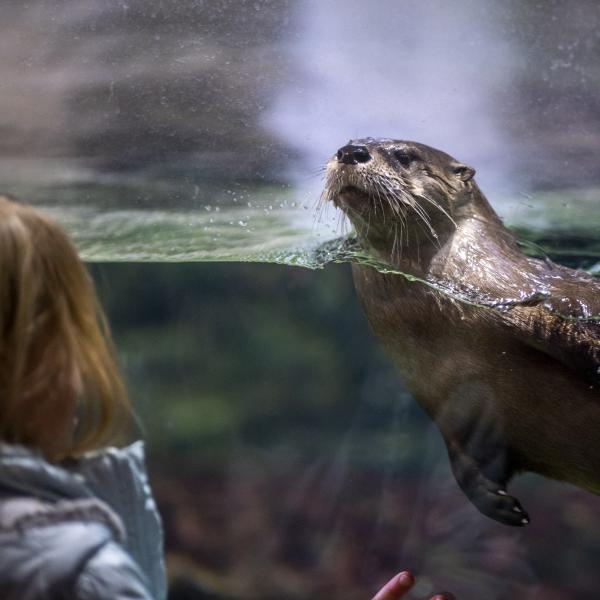 Flooded Forest | National Mississippi River Museum & Aquarium